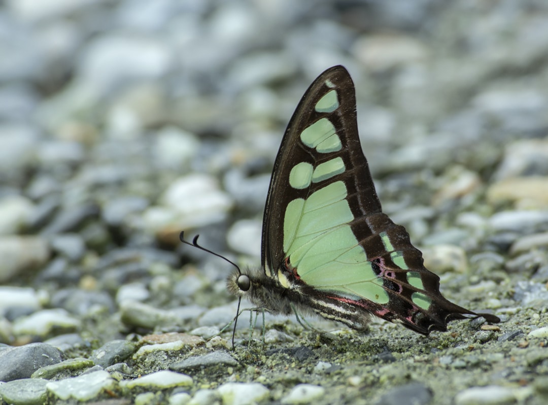 28 Amazing Green Butterflies (Pictures And IDentification)