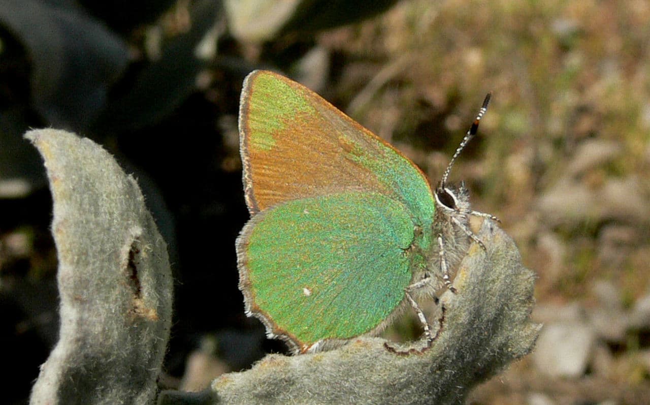 28 Amazing Green Butterflies (Pictures And IDentification)