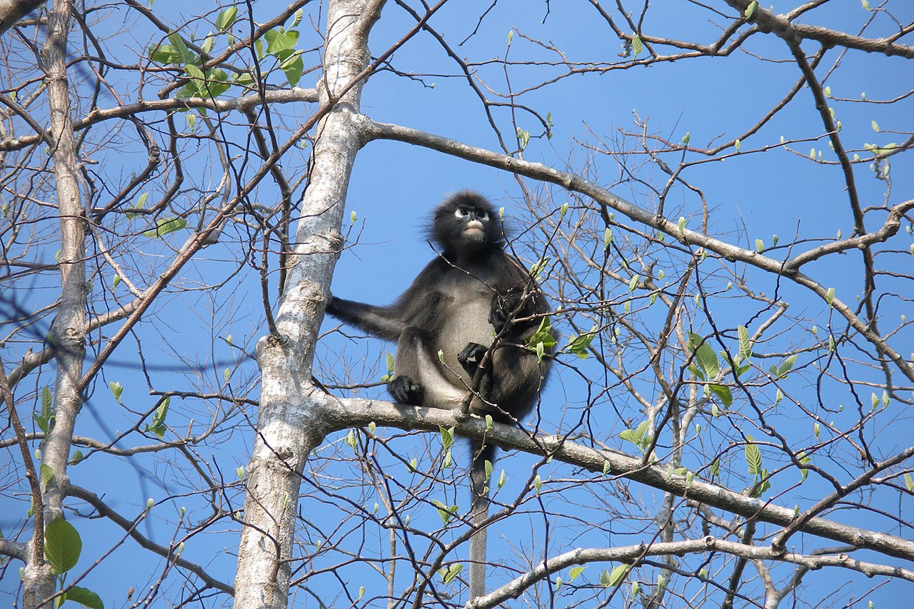 30 Monkeys In the Rainforest (Including Rare Species)