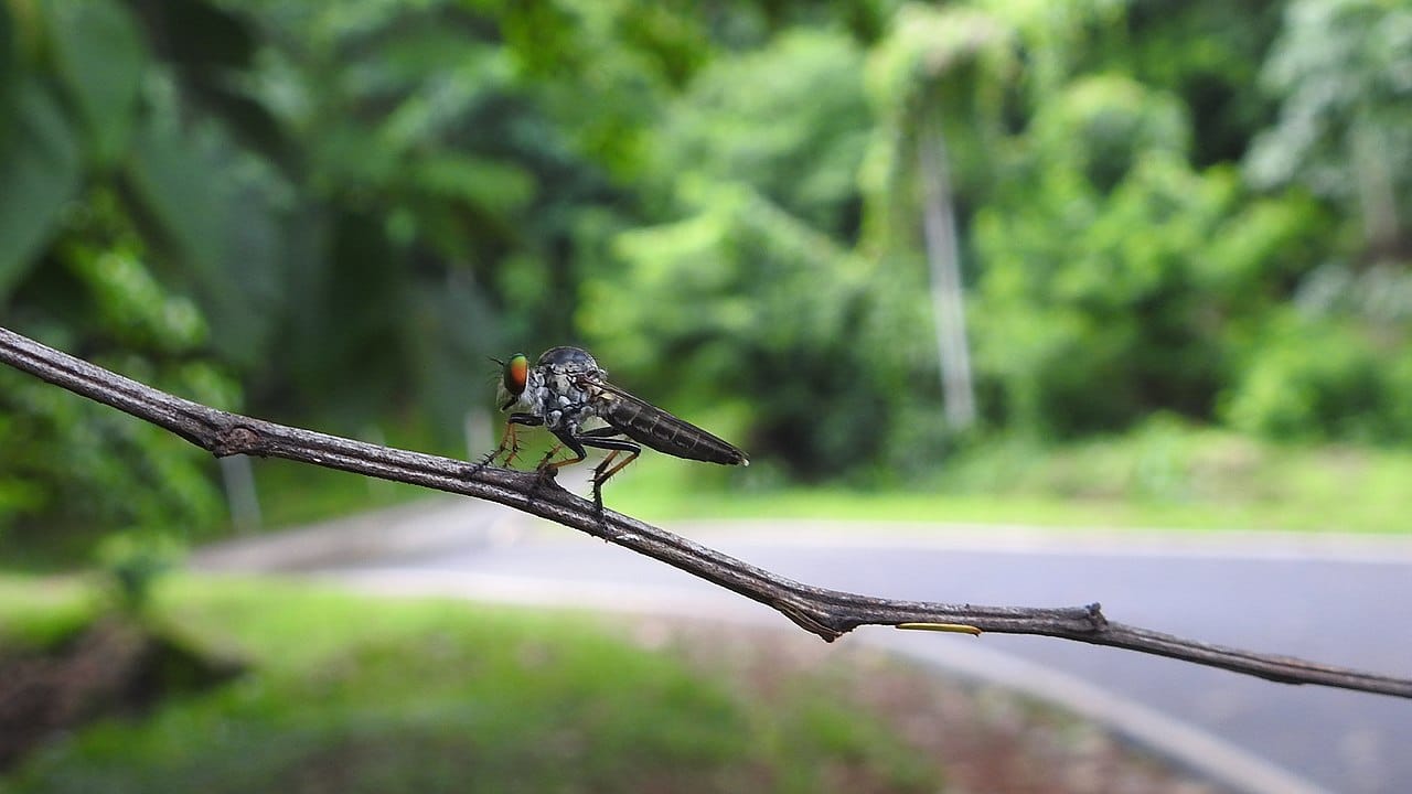 20 Long Black Bugs in House (Pictures and Identification)