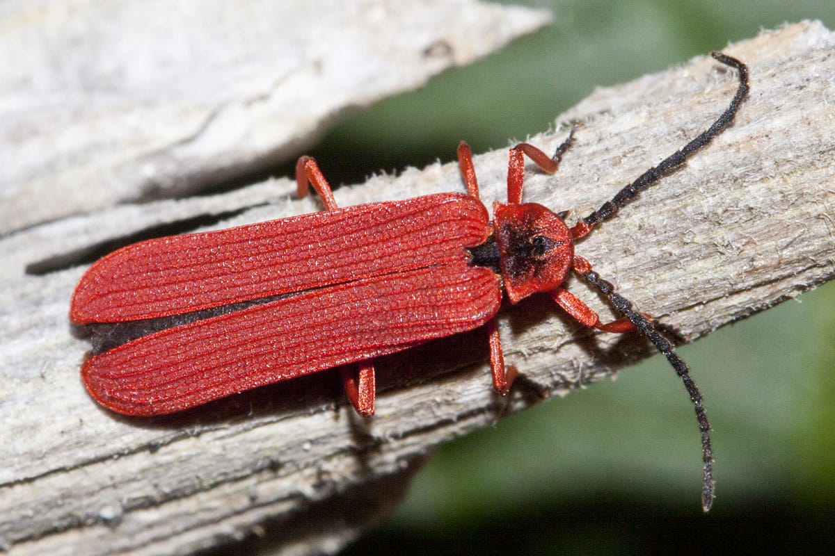 18 Stunning Red Beetles (Pictures And Identification)