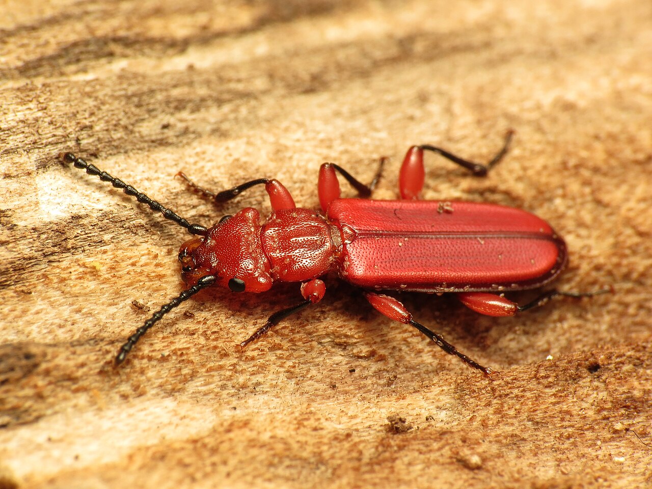 18 Stunning Red Beetles (Pictures And Identification)