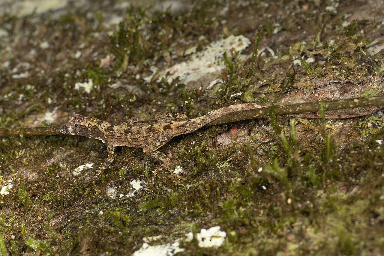20 Common Lizards In The Rainforest (with Pictures)