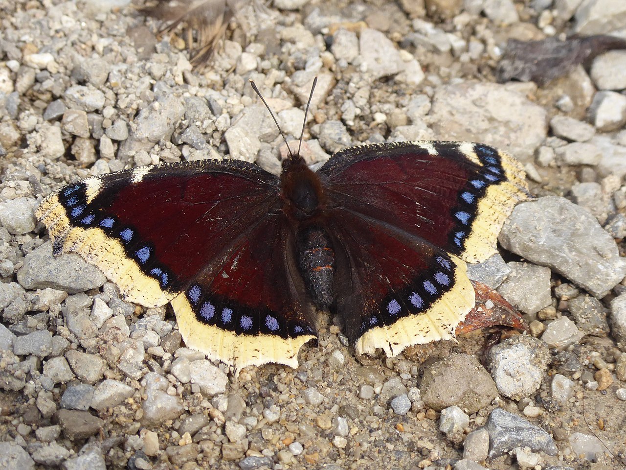 40 Common Butterflies in Michigan (With Pictures)
