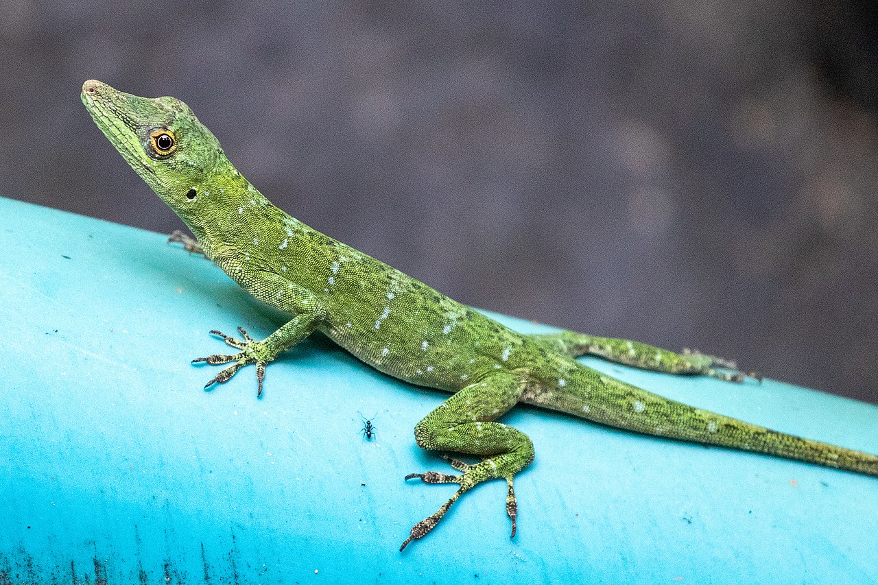 20 Common Lizards In The Rainforest (with Pictures)