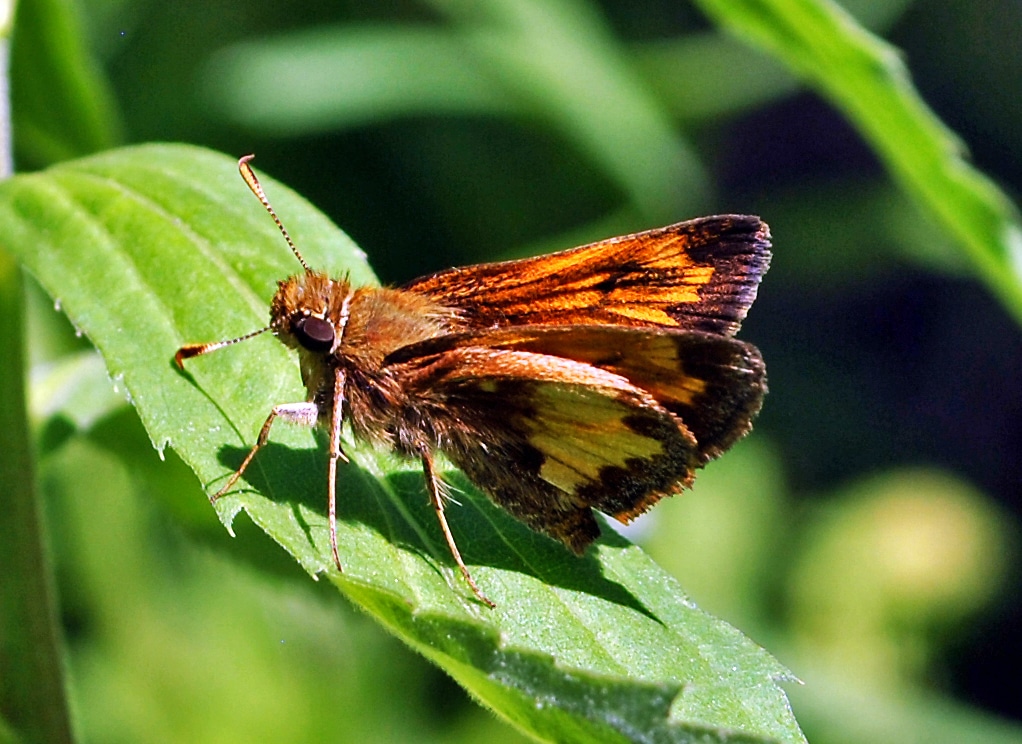 40 Common Butterflies in Michigan (With Pictures)
