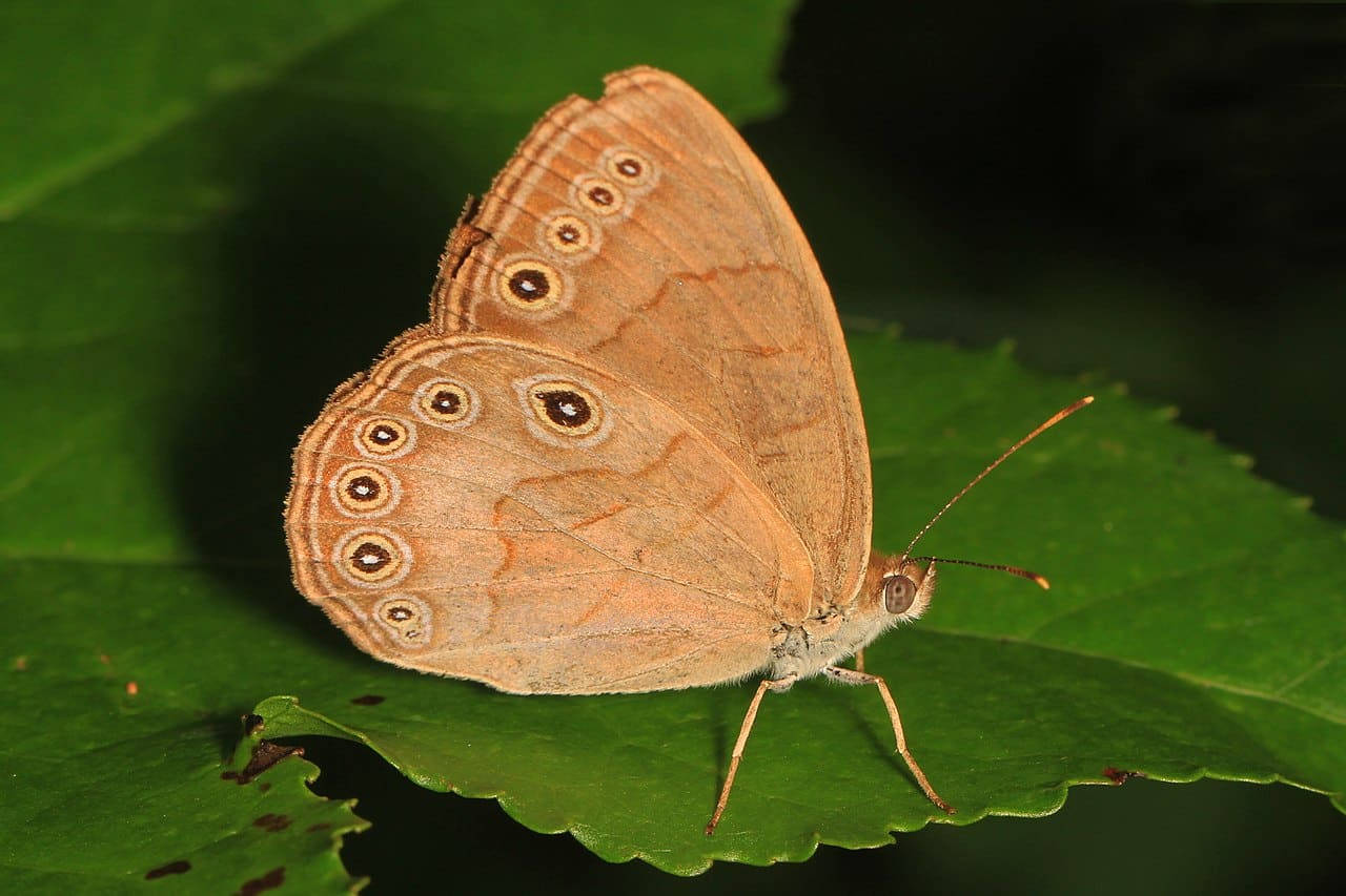 40 Common Butterflies in Michigan (With Pictures)