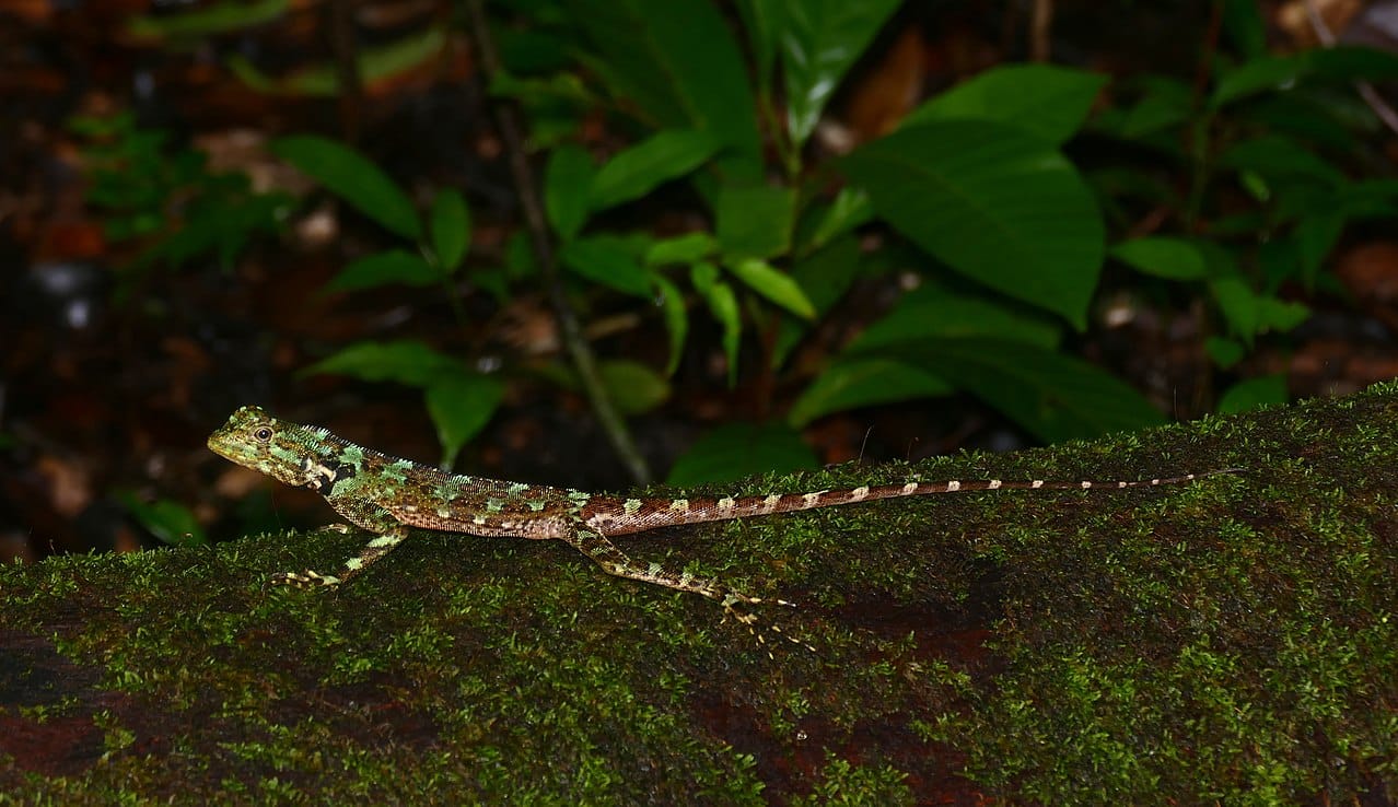 20 Common Lizards In The Rainforest (with Pictures)