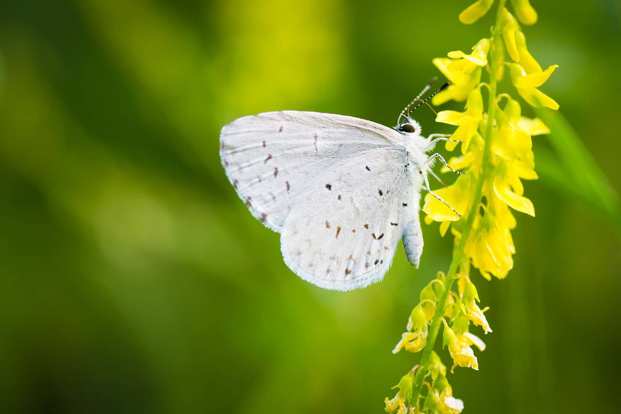 40 Common Butterflies in Michigan (With Pictures)