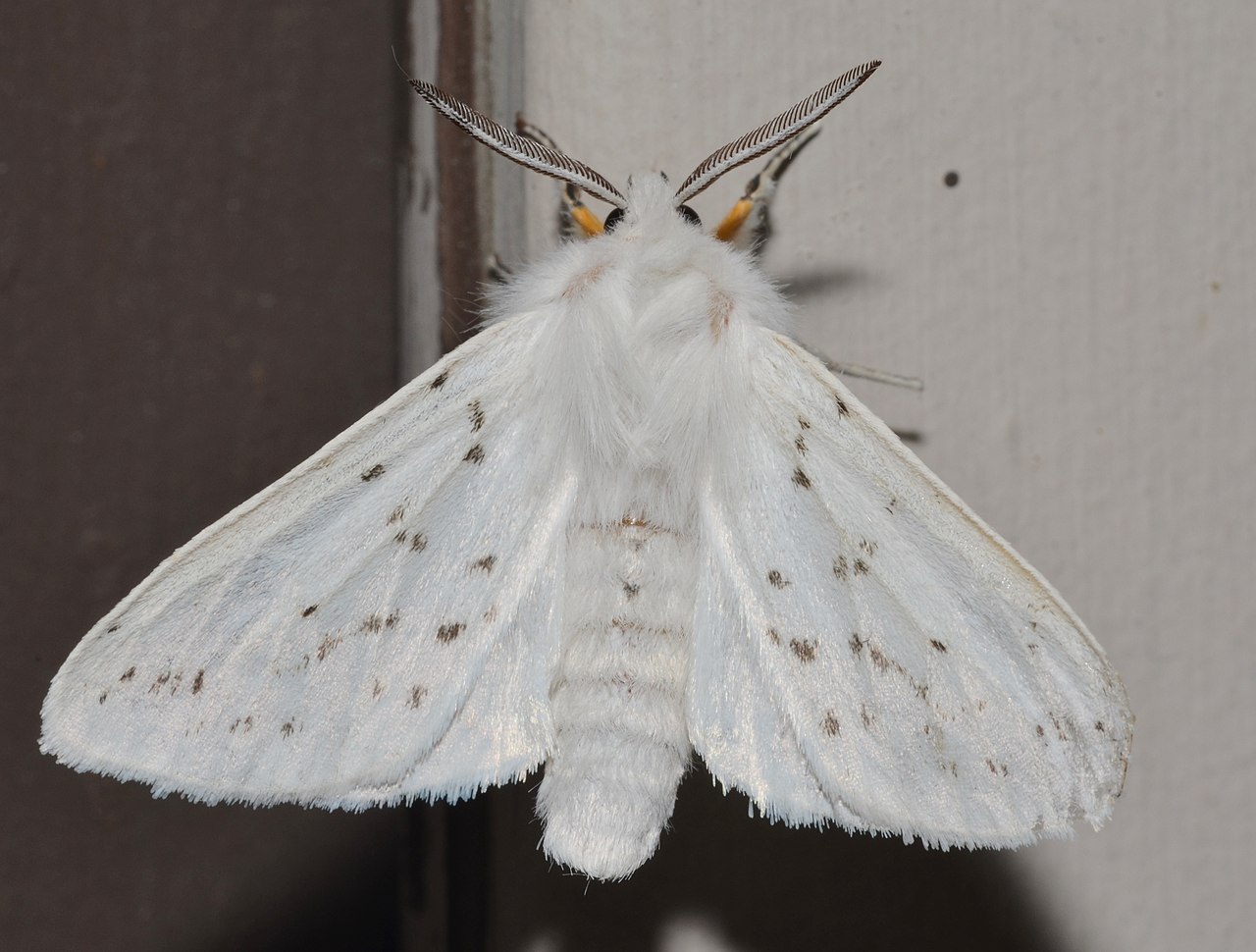 42 Beautiful White Moths in The United States (with Pictures)
