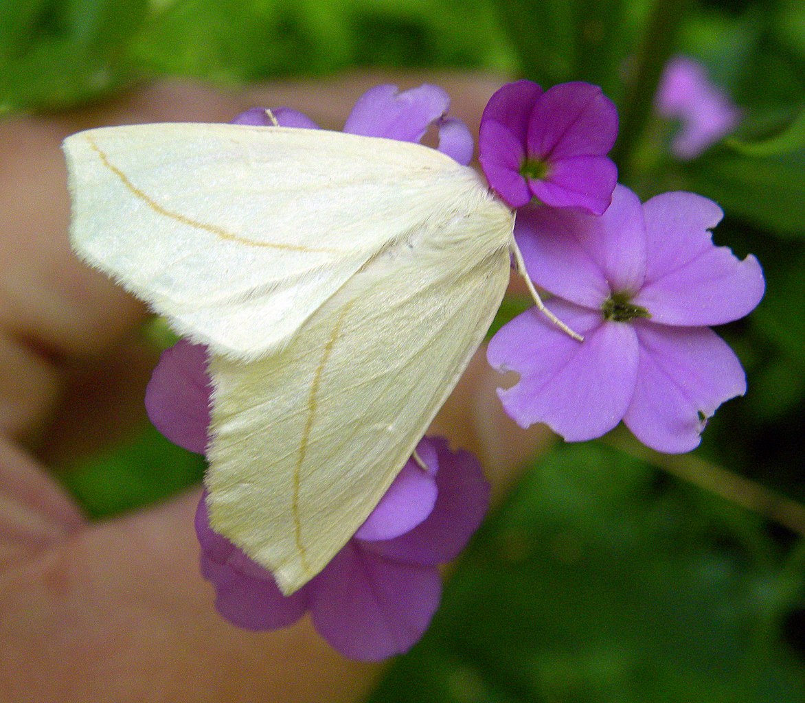 42 Beautiful White Moths in The United States (with Pictures)
