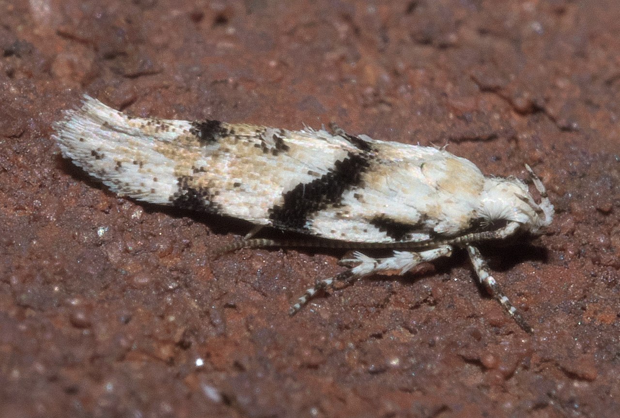 42 Beautiful White Moths in The United States (with Pictures)