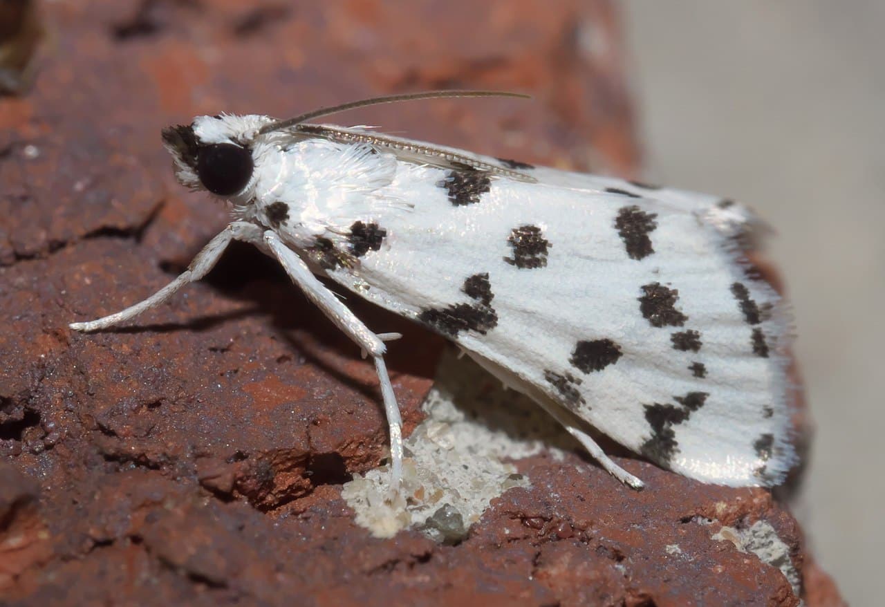 42 Beautiful White Moths in The United States (with Pictures)
