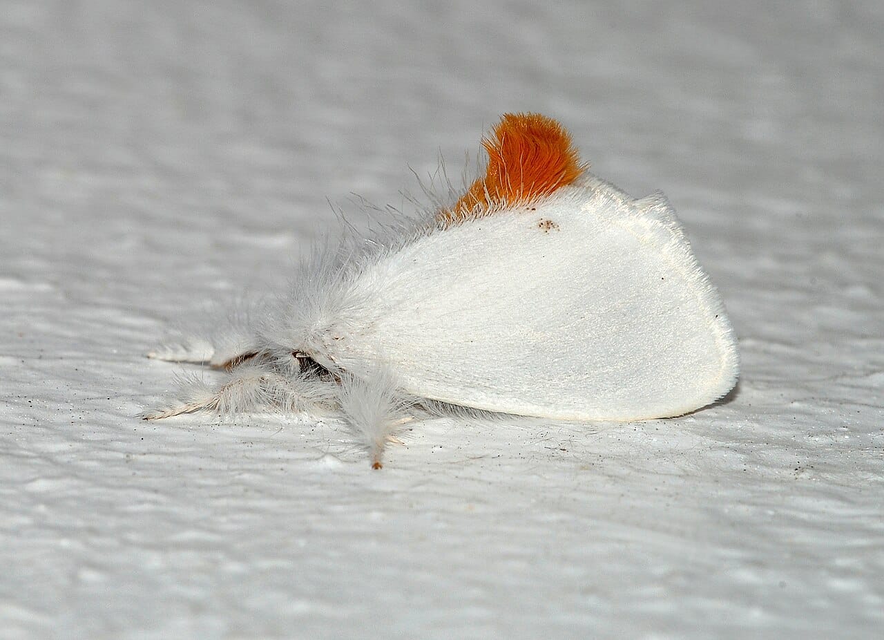 42 Beautiful White Moths in The United States (with Pictures)