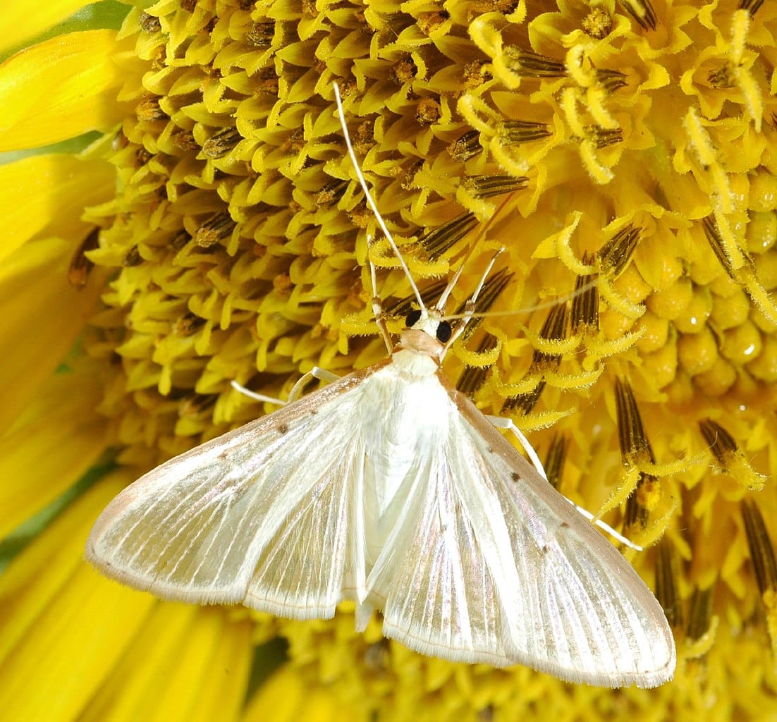 42 Beautiful White Moths in The United States (with Pictures)