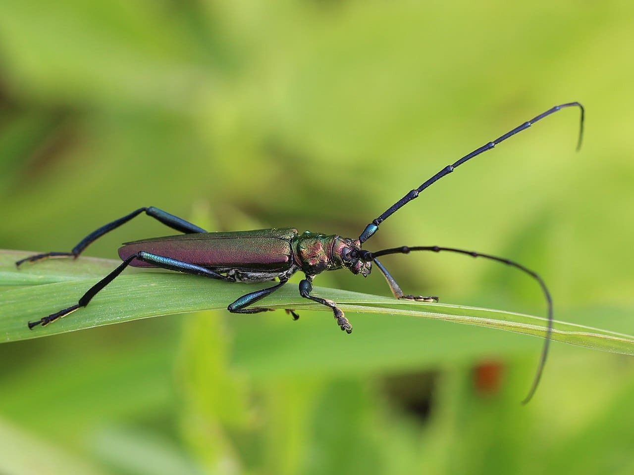 8 Bugs With Long Antennae (With Pictures)