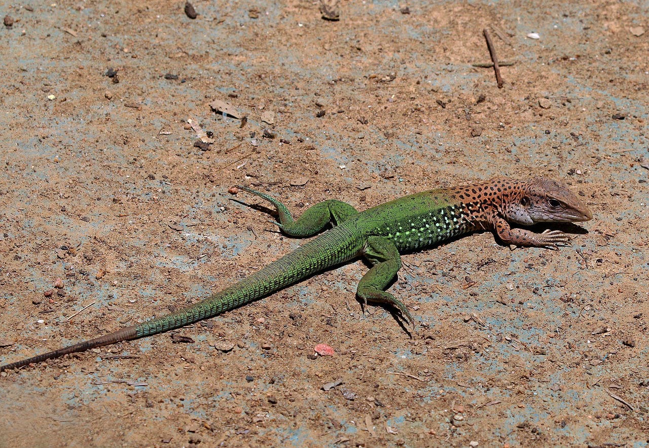 20 Common Lizards In The Rainforest (with Pictures)