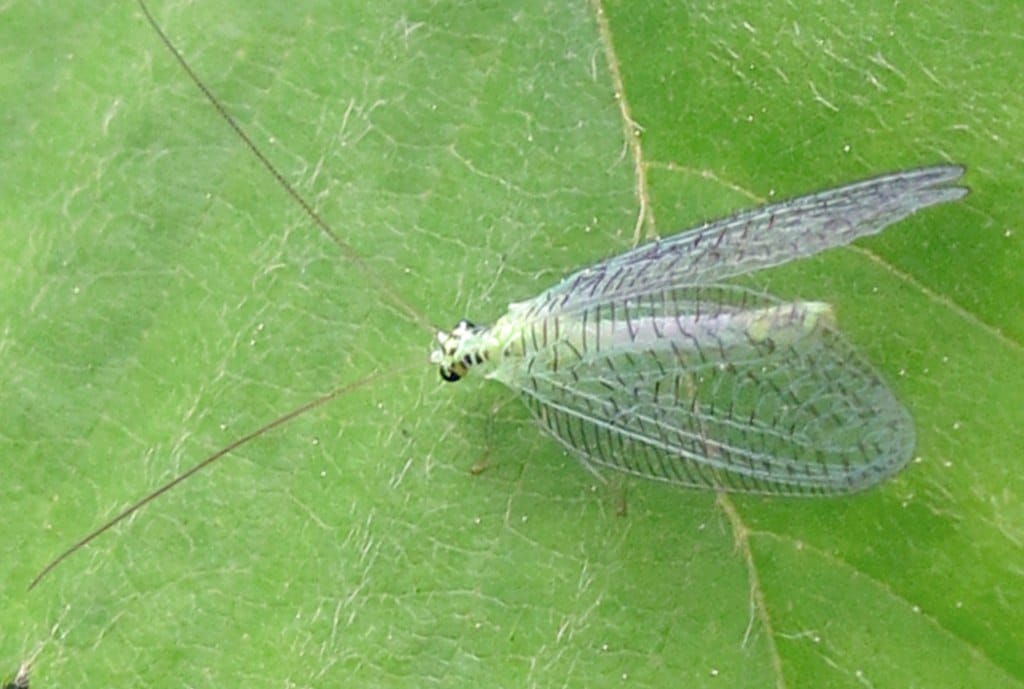 8 Bugs With Long Antennae (With Pictures)