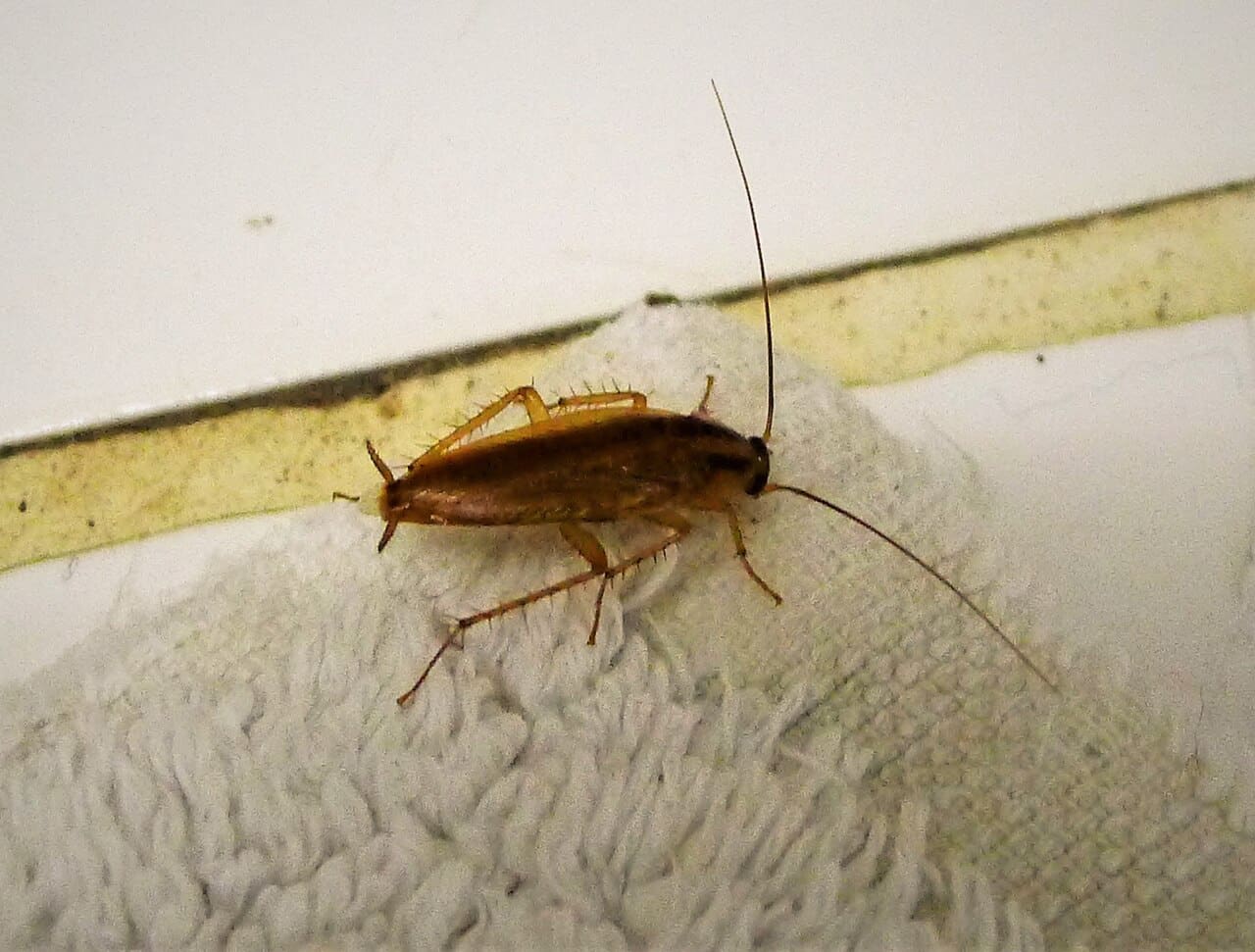 8 Bugs With Long Antennae (With Pictures)