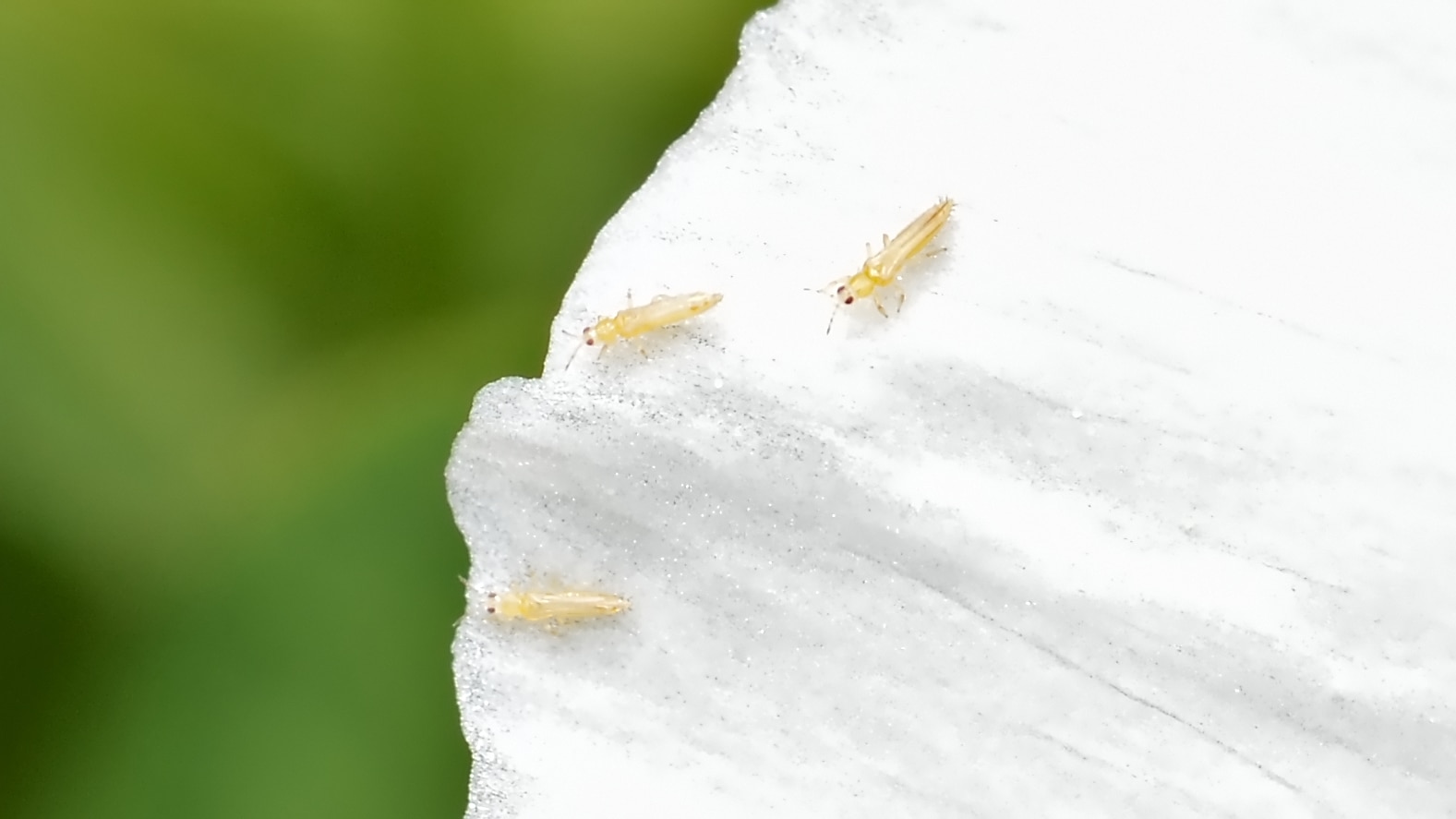 18 Tiny Yellow Bugs You May Encounter (with Pictures)