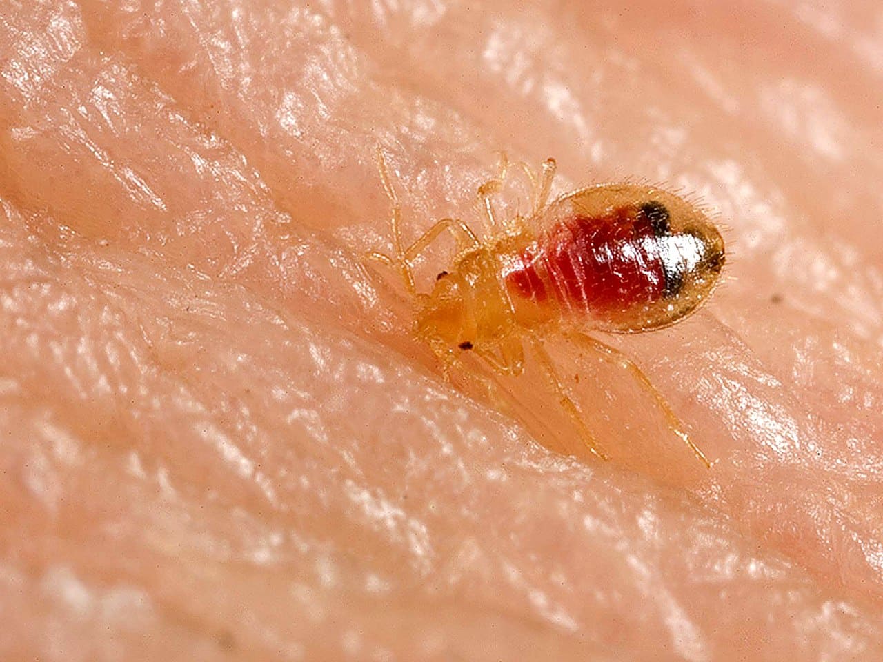 18 Tiny Yellow Bugs You May Encounter (with Pictures)