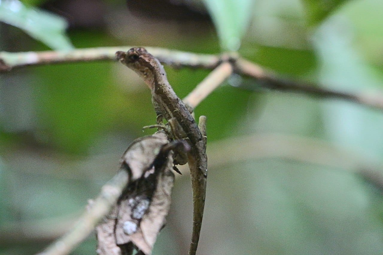 20 Common Lizards In The Rainforest (with Pictures)