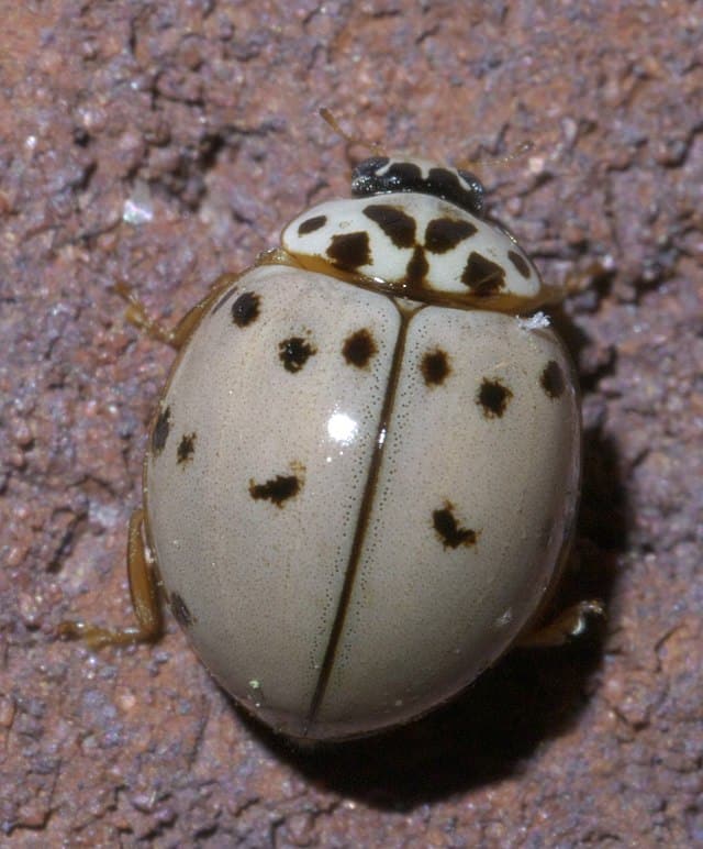 14 Bugs That Look Like Ladybugs (Some Can Bite)