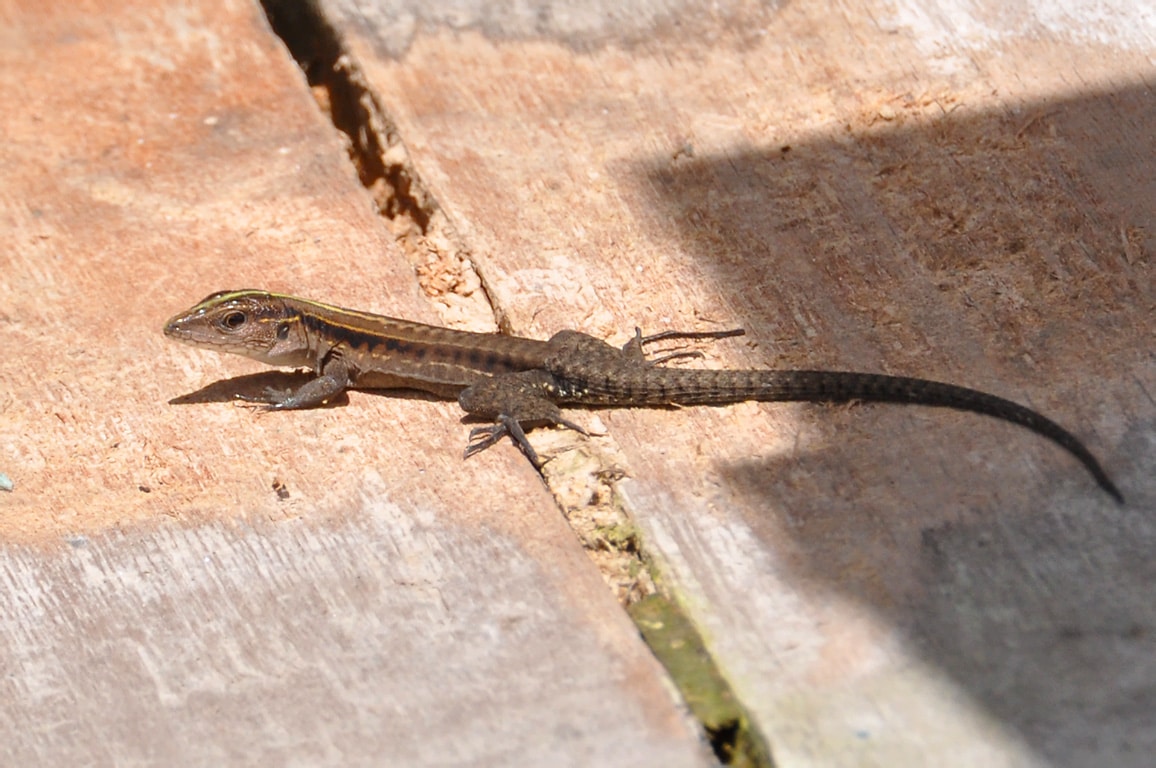 20 Common Lizards In The Rainforest (with Pictures)