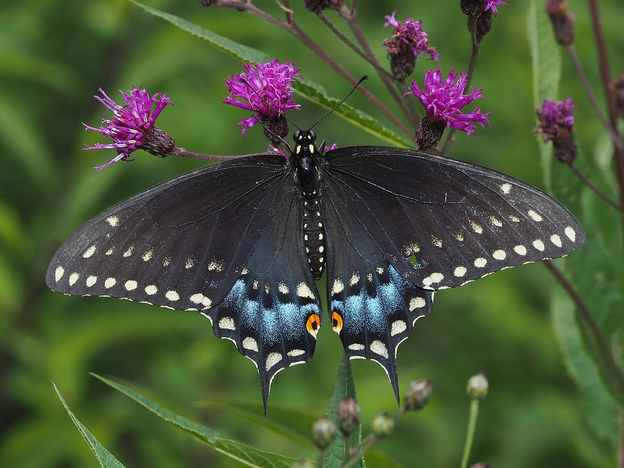40 Butterflies in Pennsylvania (Pictures and Identification)