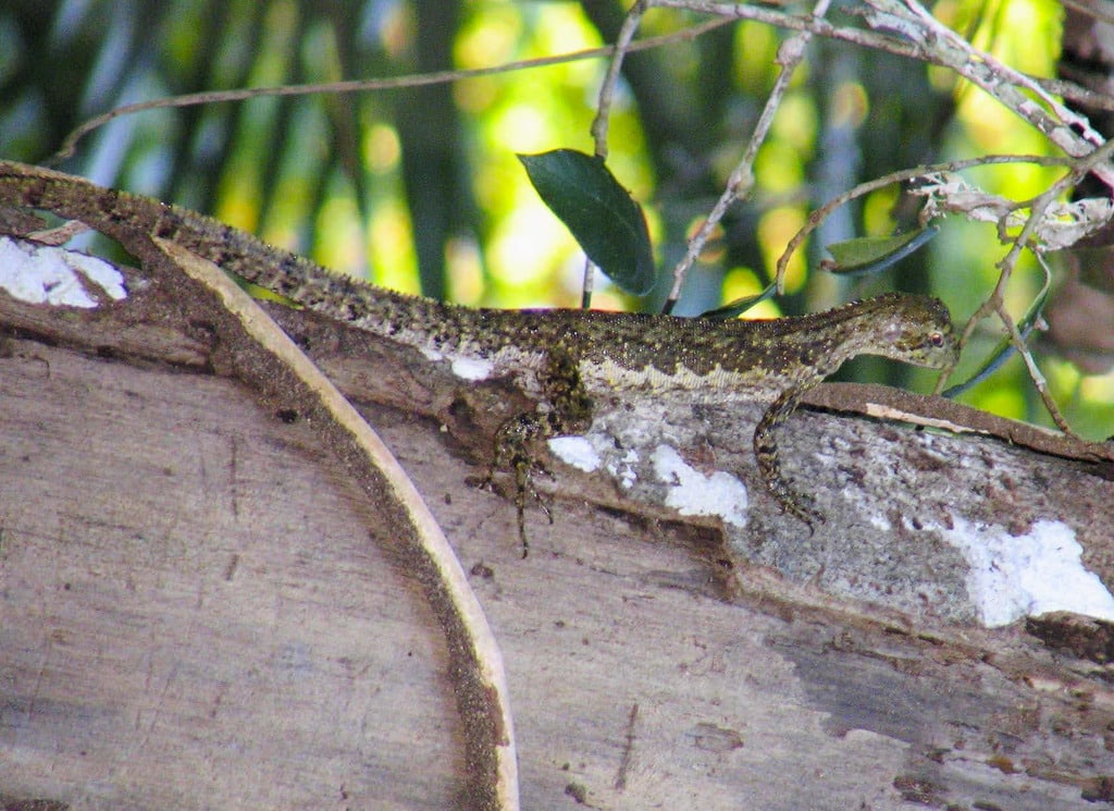 20 Common Lizards In The Rainforest (with Pictures)