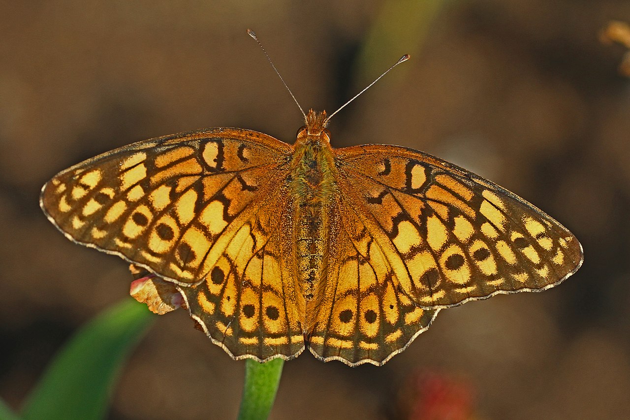 40 Butterflies in Pennsylvania (Pictures and Identification)