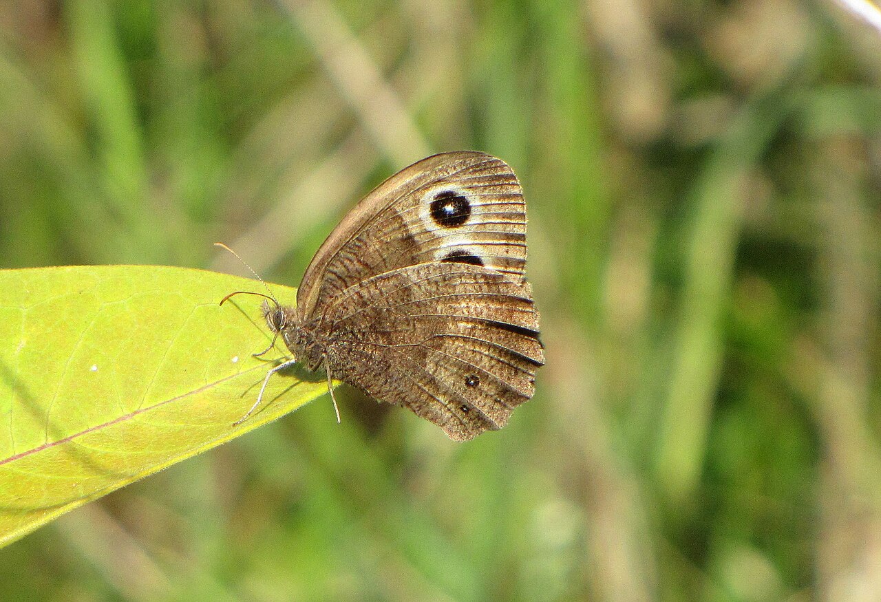 40 Butterflies in Pennsylvania (Pictures and Identification)