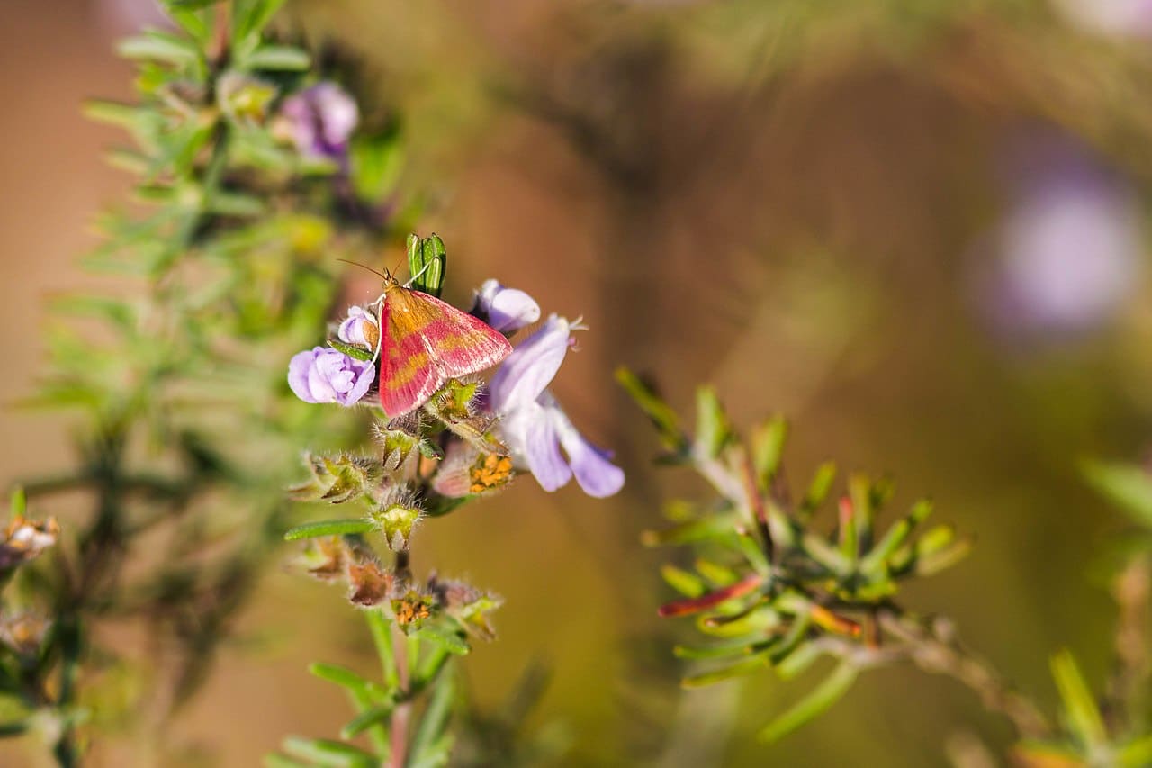 14 Beautiful Purple Moths (with Pictures)