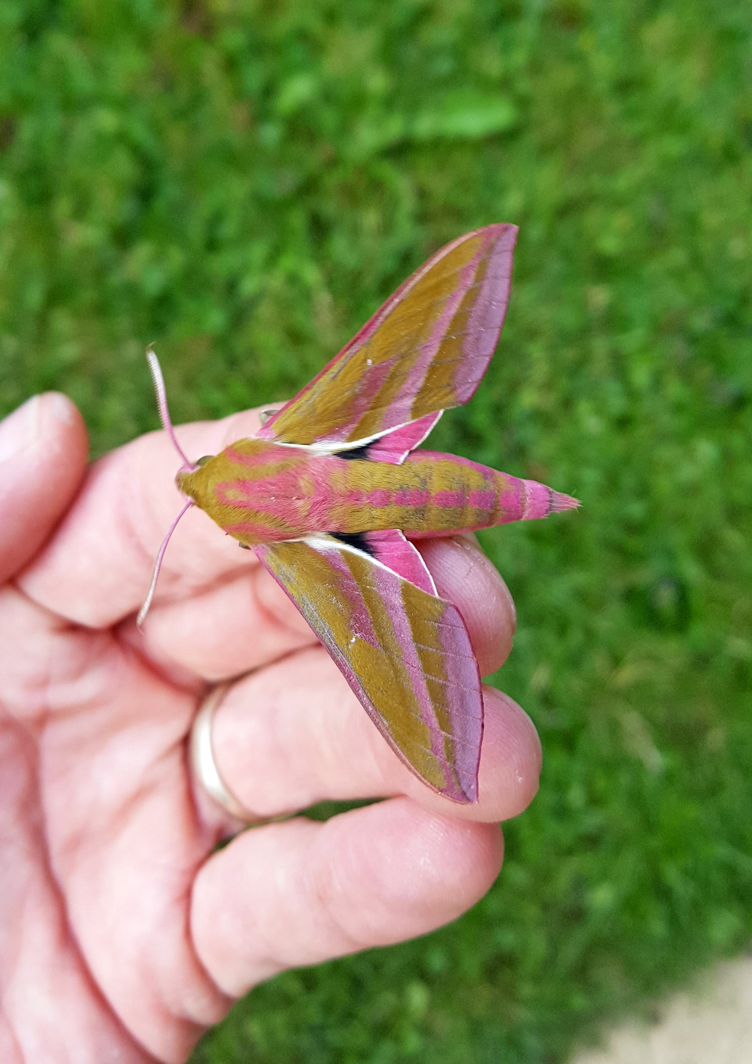 14 Beautiful Purple Moths (with Pictures)