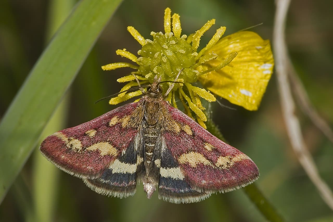14 Beautiful Purple Moths (with Pictures)