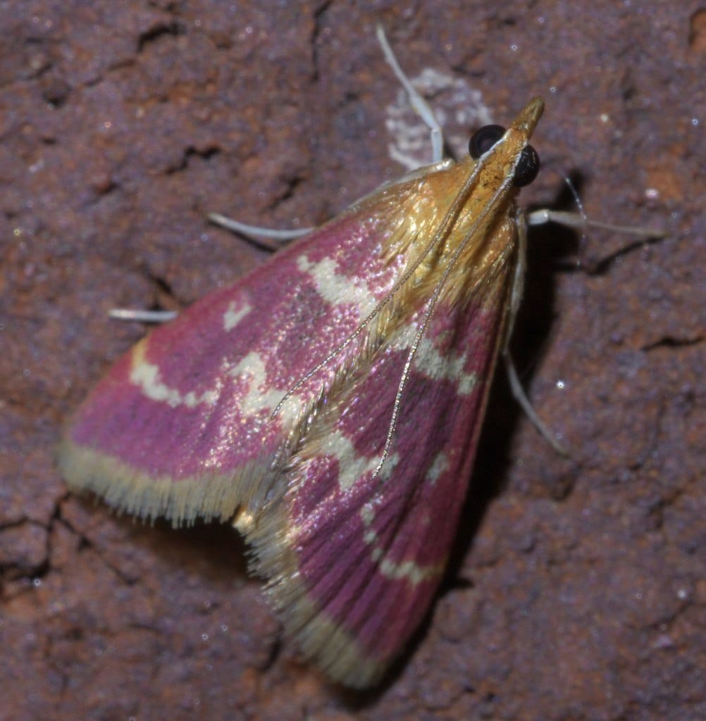 14 Beautiful Purple Moths (with Pictures)