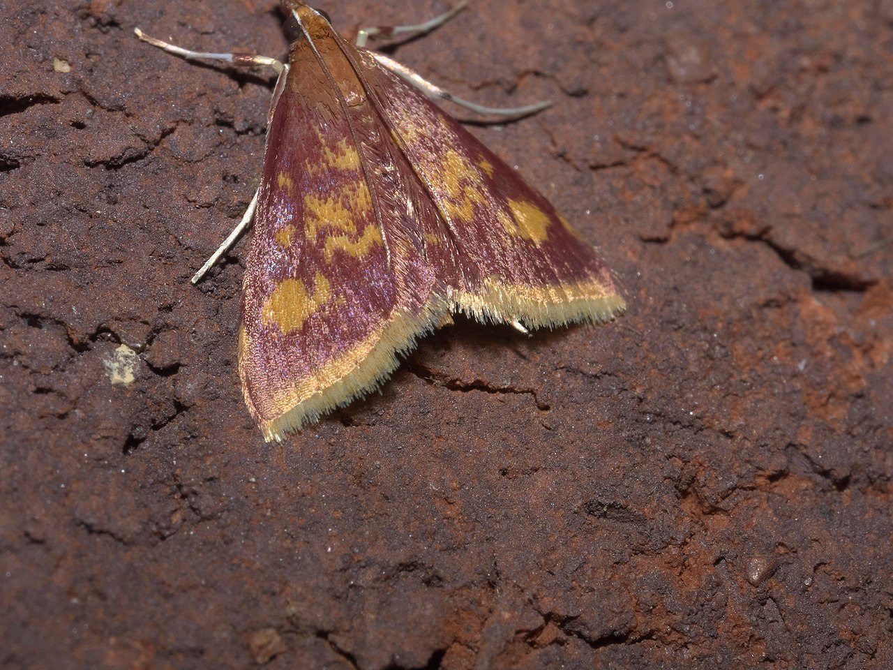 14 Beautiful Purple Moths (with Pictures)