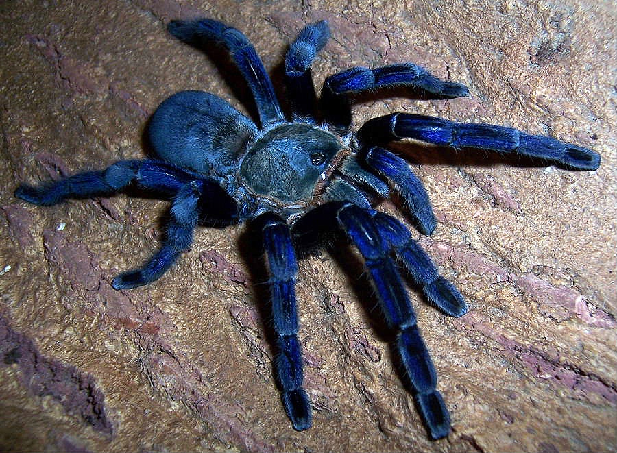 25 Stunning Blue Spiders in The World (with Pictures)