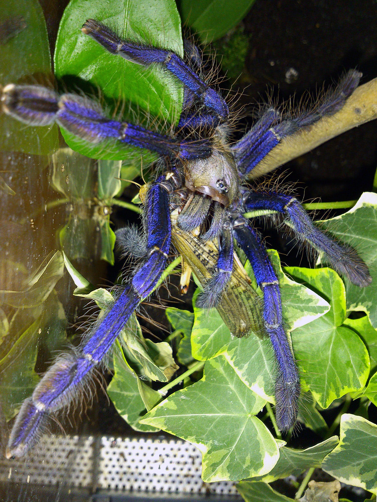 25 Stunning Blue Spiders in The World (with Pictures)