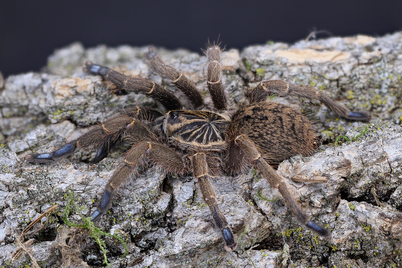 25 Stunning Blue Spiders in The World (with Pictures)