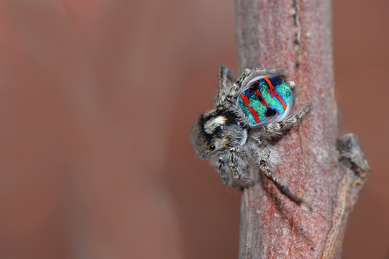 25 Stunning Blue Spiders in The World (with Pictures)
