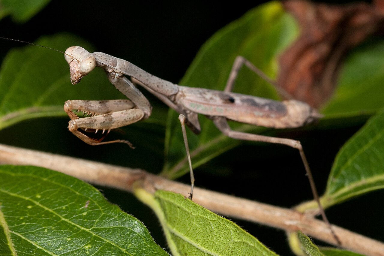 25 Types of Praying Mantis Species (Pictures and Identification)