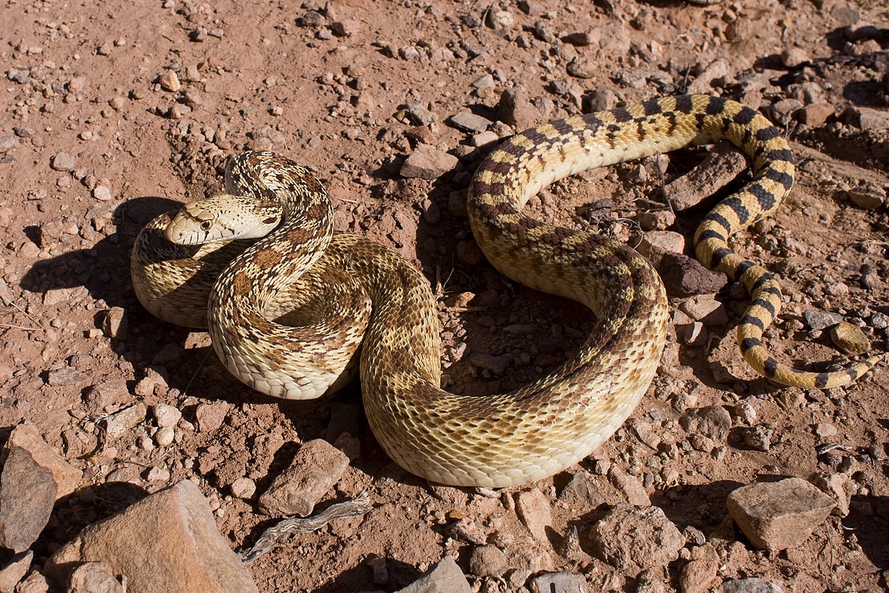 32 Black And Yellow Snakes You May Encounter (with Pictures)