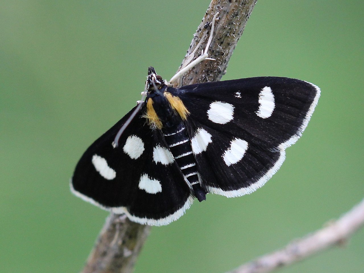 22 Types of Black Moths (Pictures and Identification)