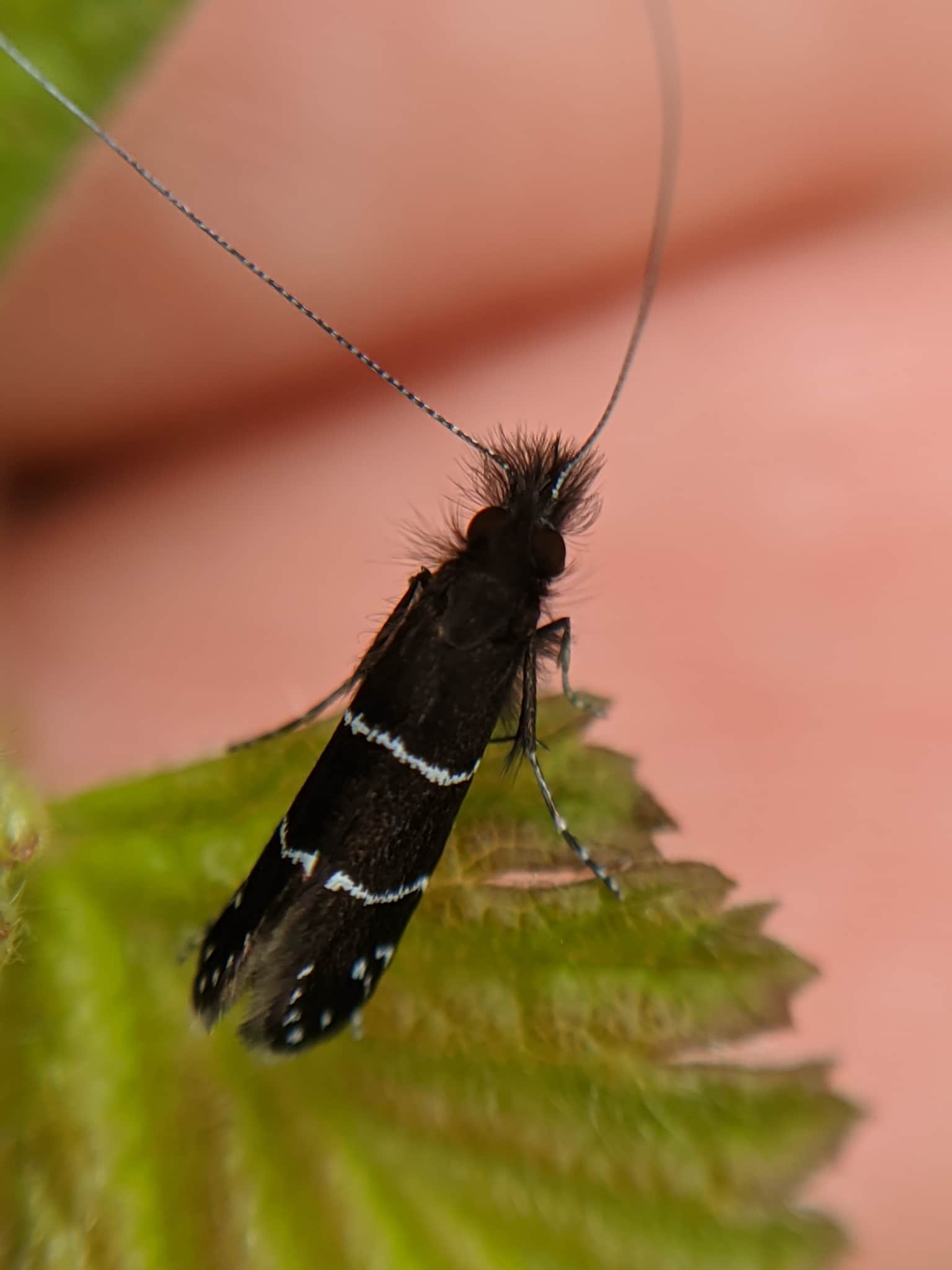 22 Types of Black Moths (Pictures and Identification)