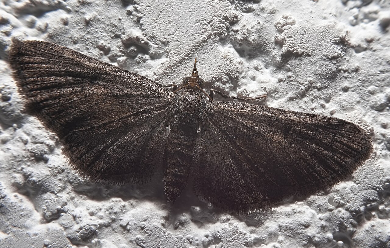 22 Types of Black Moths (Pictures and Identification)