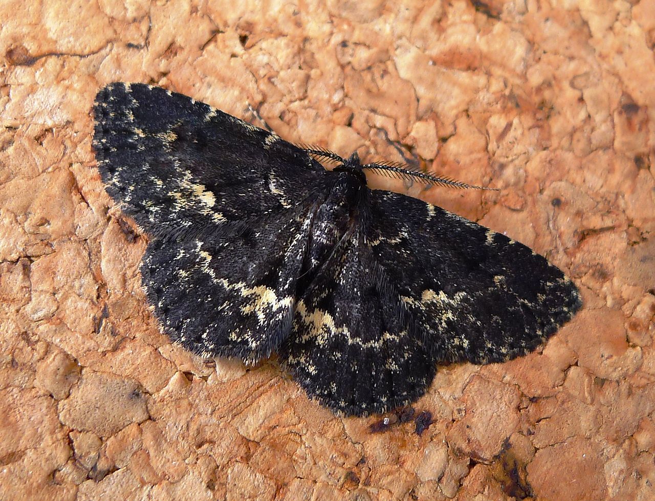 22 Types of Black Moths (Pictures and Identification)