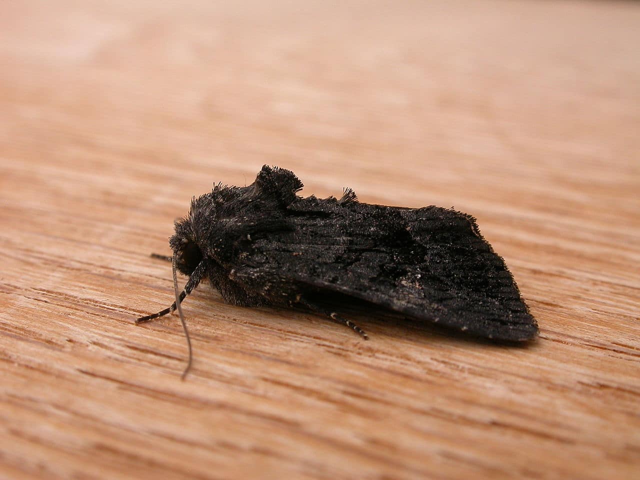 22 Types of Black Moths (Pictures and Identification)