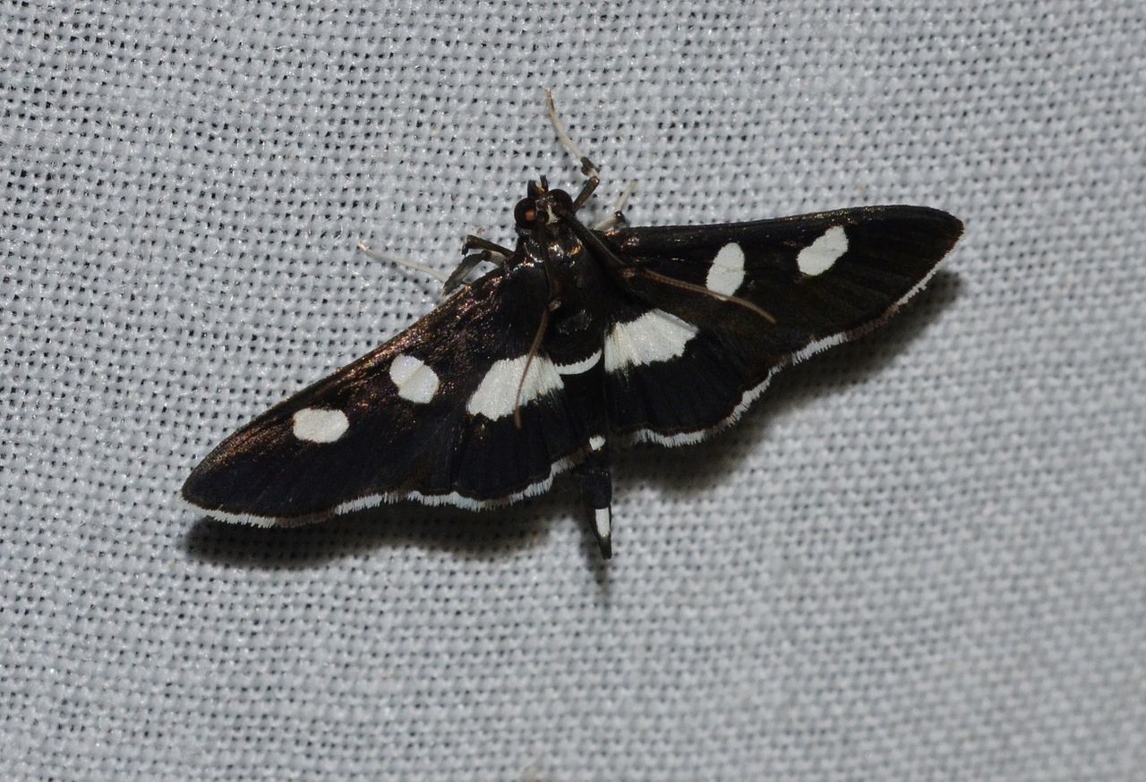 19 Black Bugs With White Spots (Pictures And Identification)