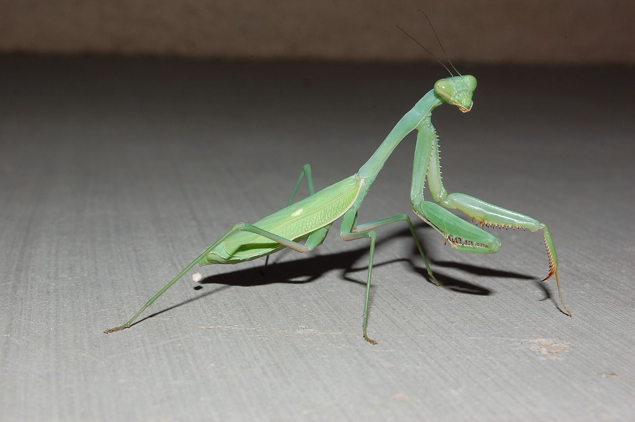 25 Types of Praying Mantis Species (Pictures and Identification)
